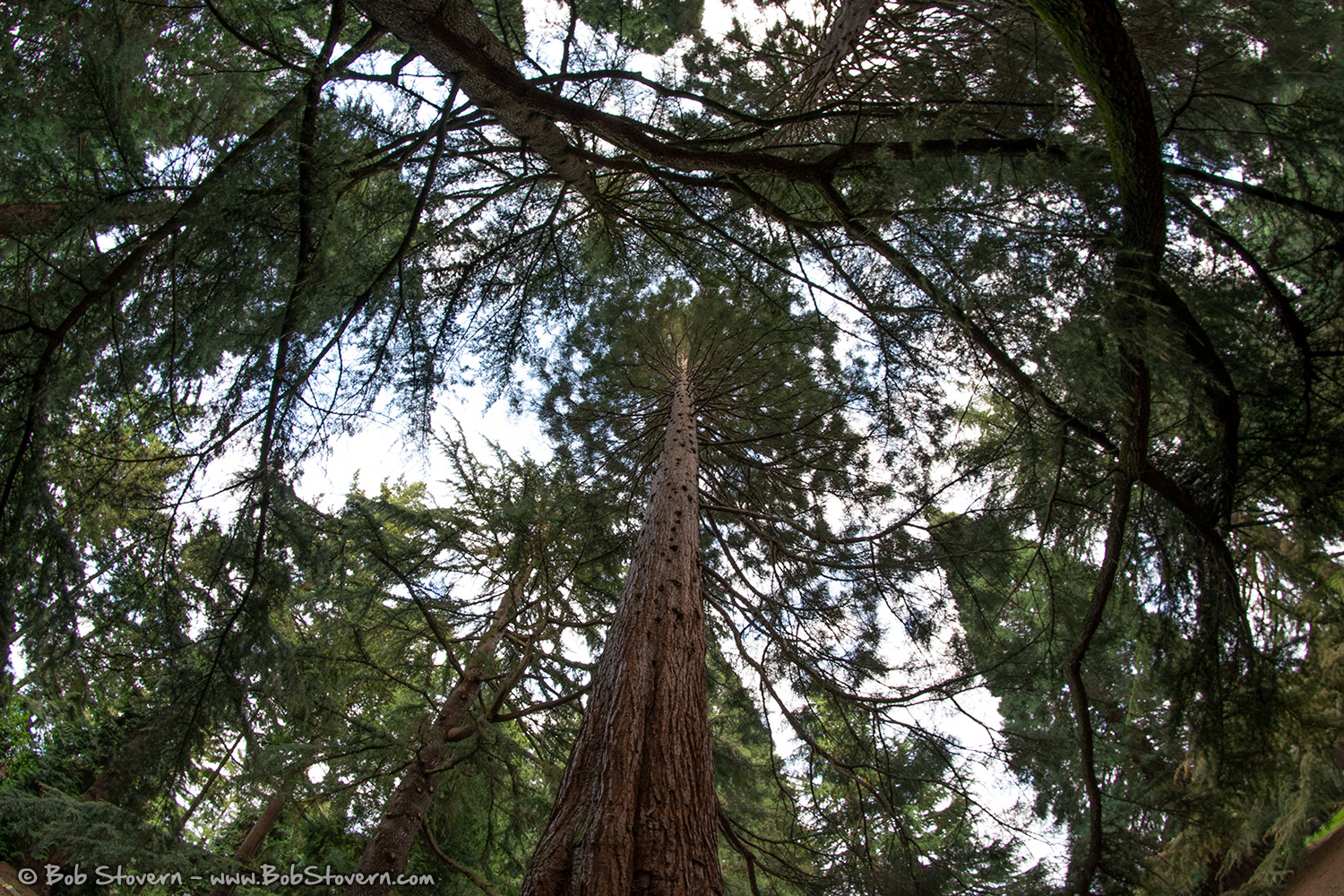 Streets, Trees and Gardens in Portland, Oregon | Bob Stovern Photography