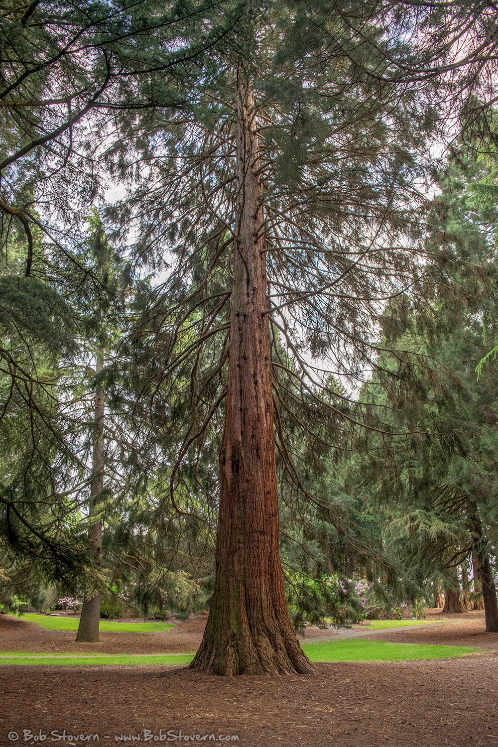 Streets, Trees and Gardens in Portland, Oregon | Bob Stovern Photography