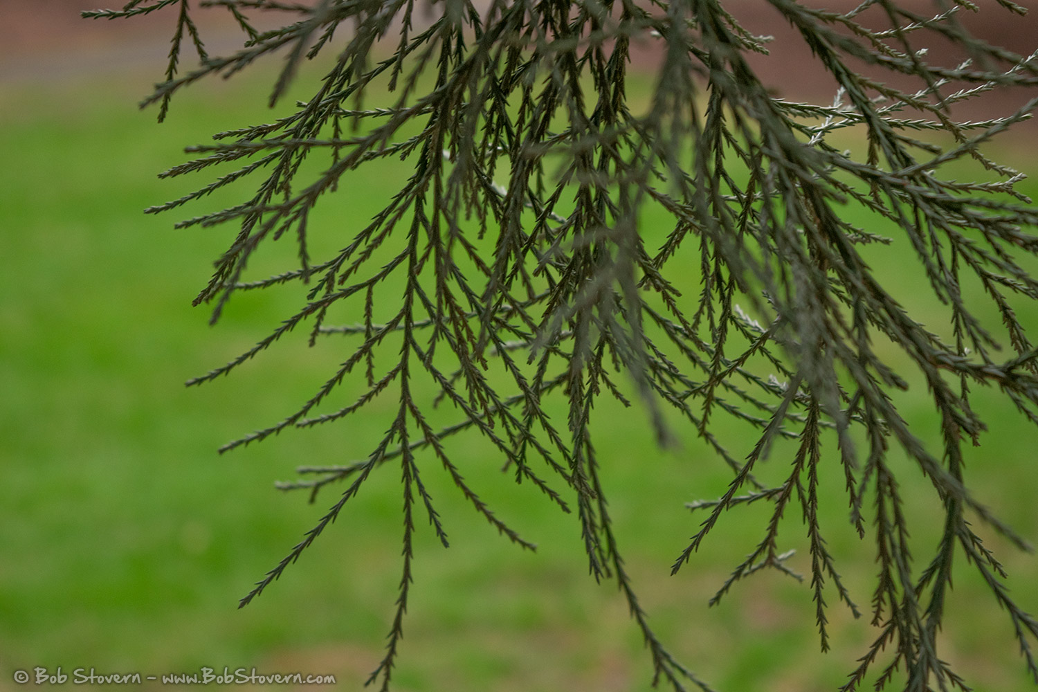 Streets, Trees and Gardens in Portland, Oregon | Bob Stovern Photography