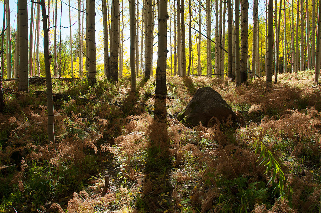 Forests & Paths Album | Bob Stovern Photography
